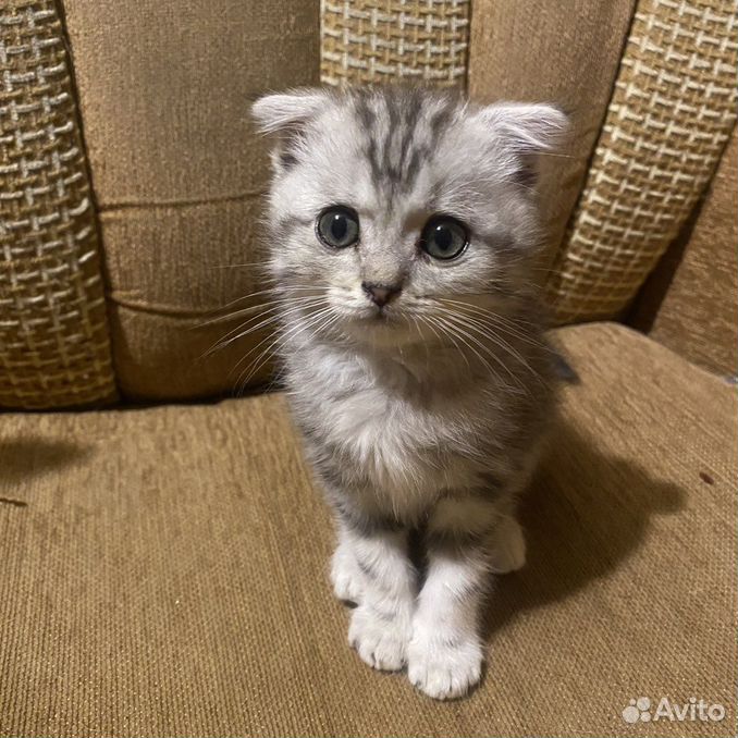 Британакие вислоухие котята