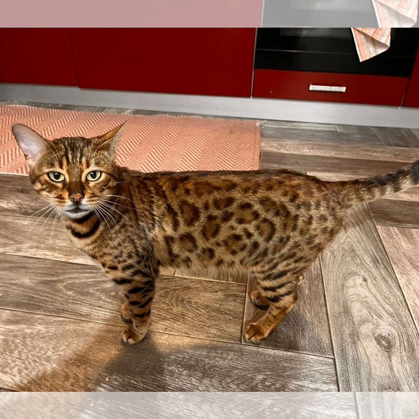 Бенгальская, взрослая кошка