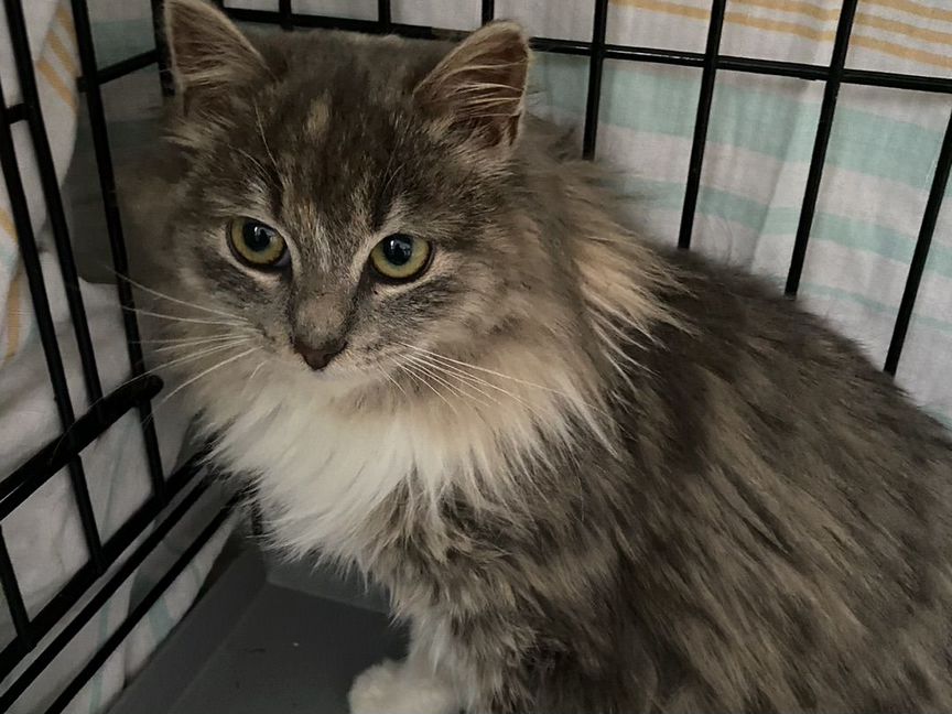 Котенок 5 месяцев