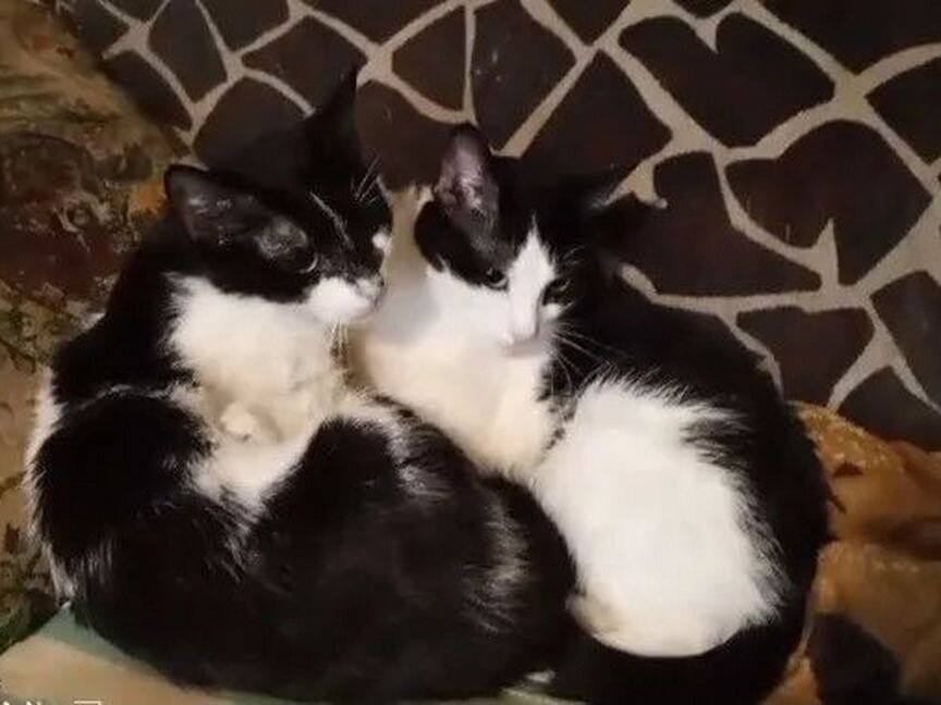 Кошки в добрые руки бесплатно