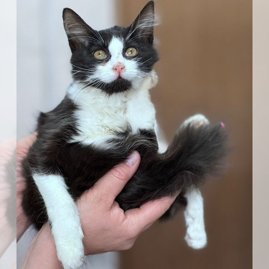 Котенку нужна семья