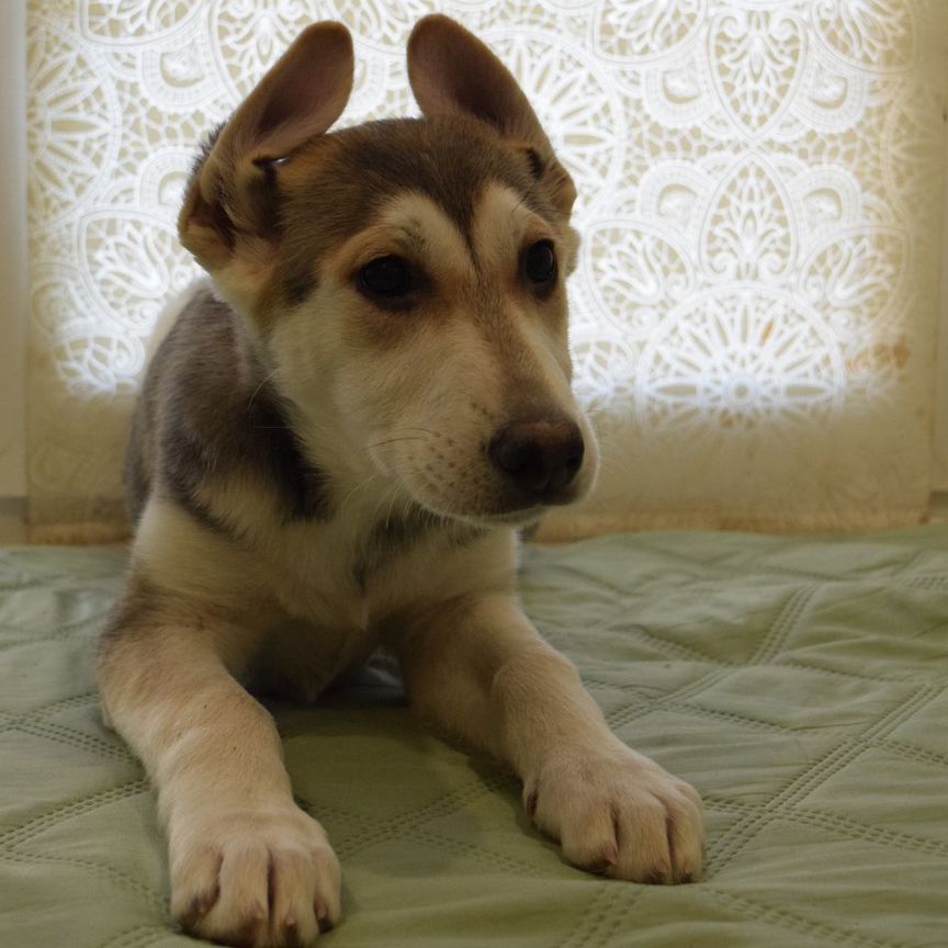 Щенок в добрые руки