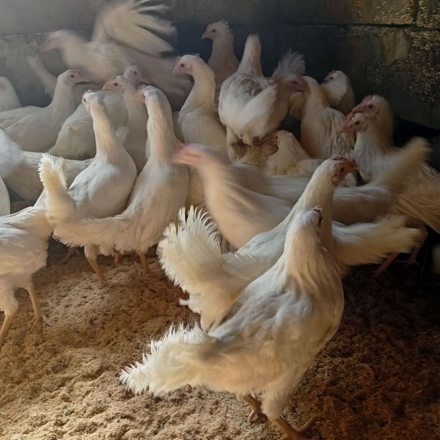 Куры молодки несушки доминант, Браун Ник Супер Ник