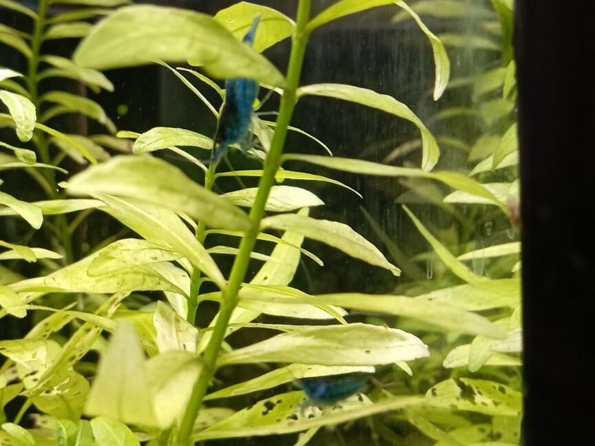 Креветки блю дрим