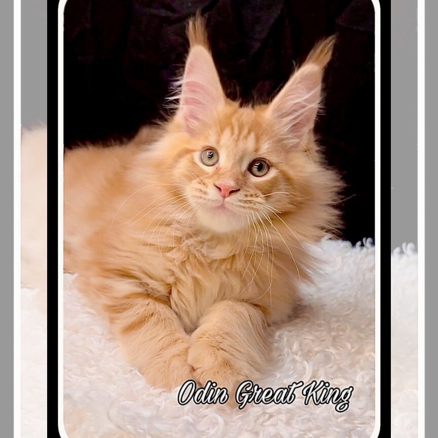 Шикарный мальчишка от Great King