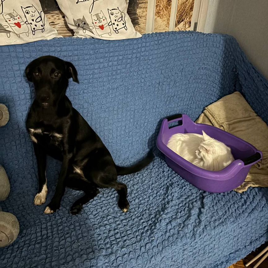 Маленькая собака в добрые руки бесплатно