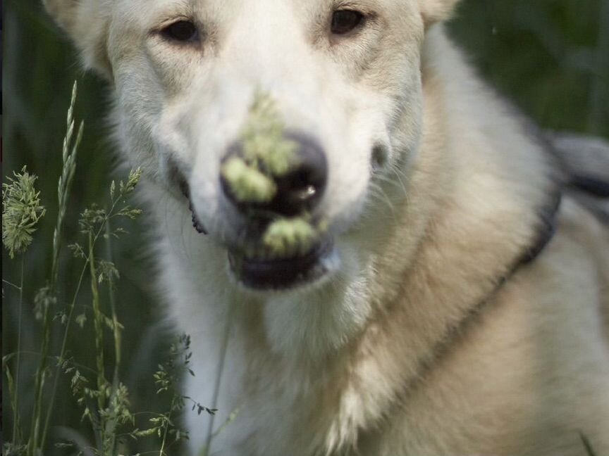 Собака Синди из приюта ищет дом