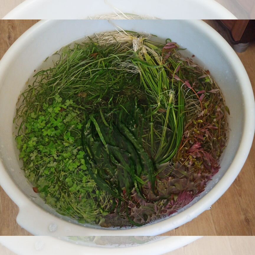 Аквариумные растения прополка