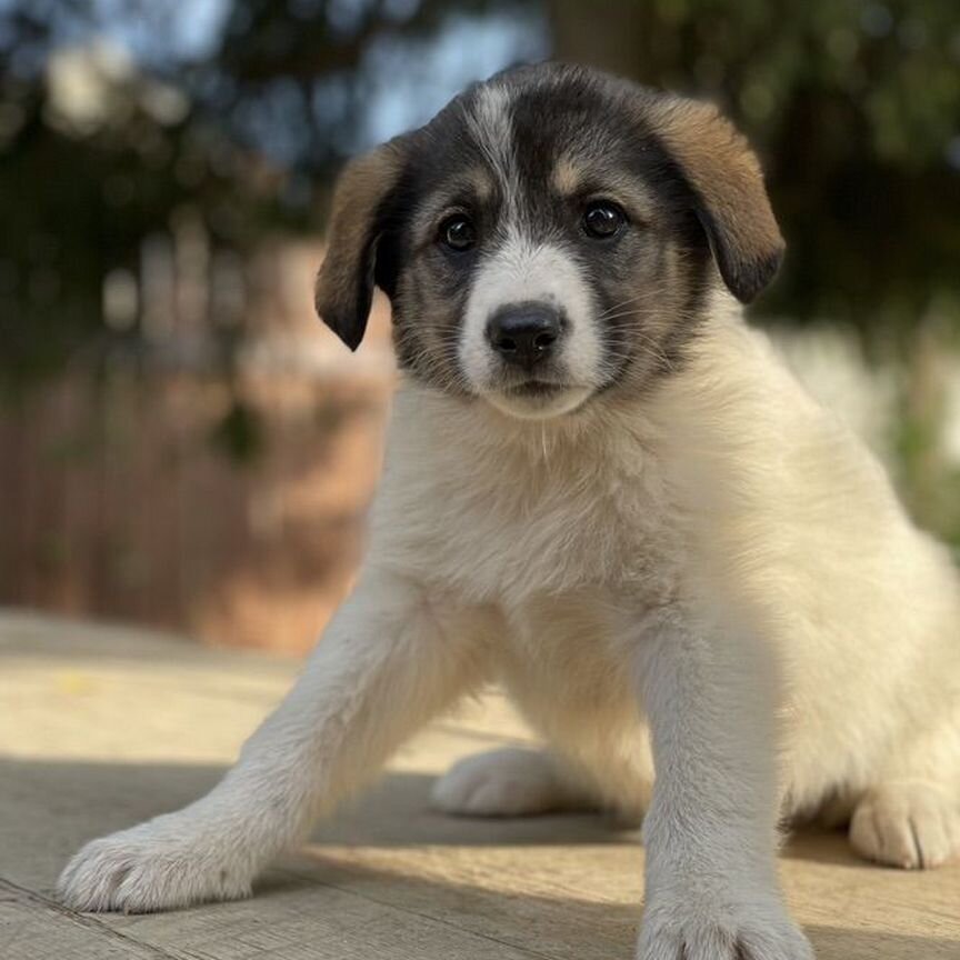 Комочек счастья в добрые руки