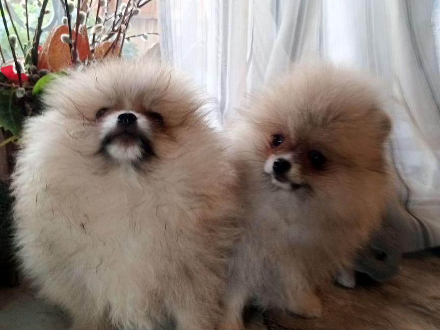 Померанский шпиц миники