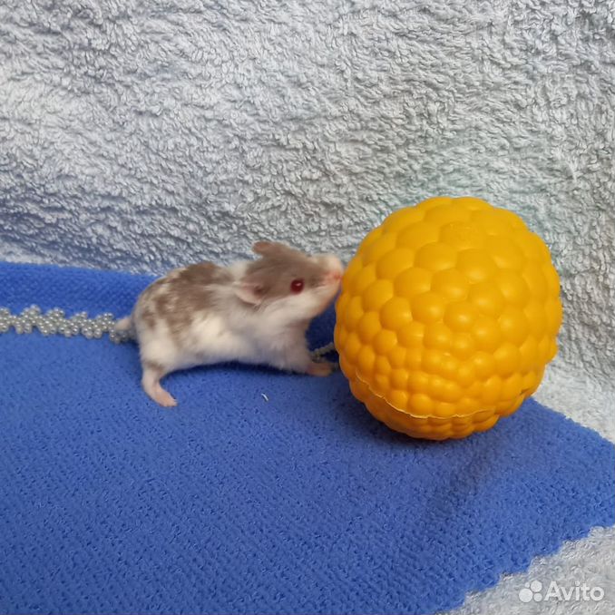 Малыши -хомячков кэмпбелла разных окрасов