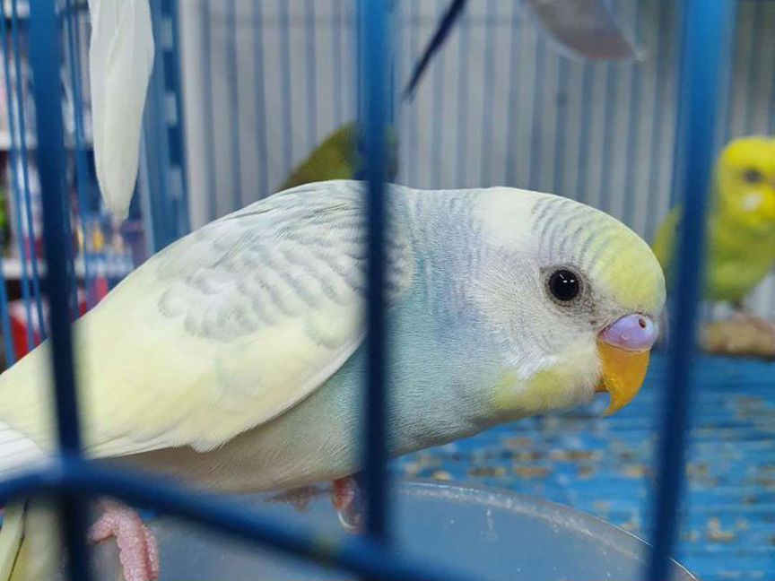 Волнистый попугай