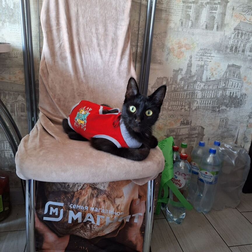 Кошка Алиса