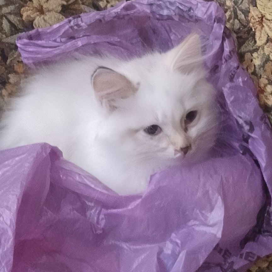 Котёнок в добрые руки