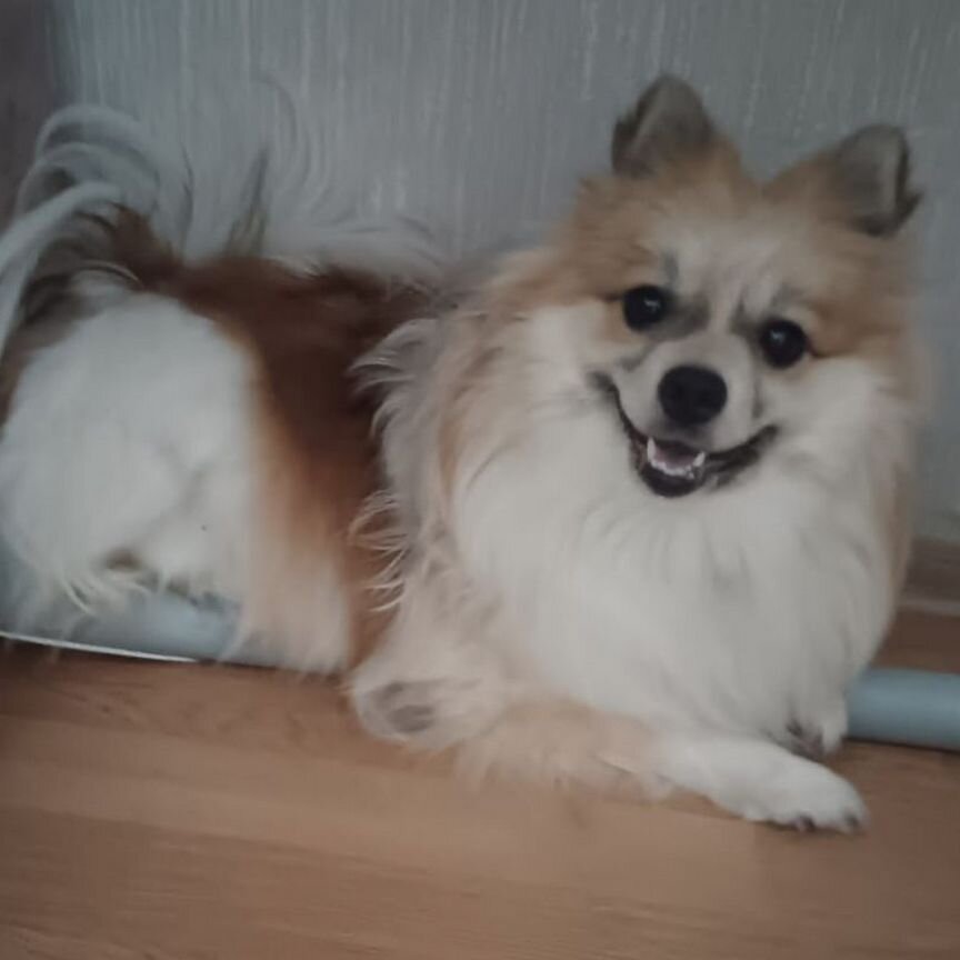 Немецкий шпиц