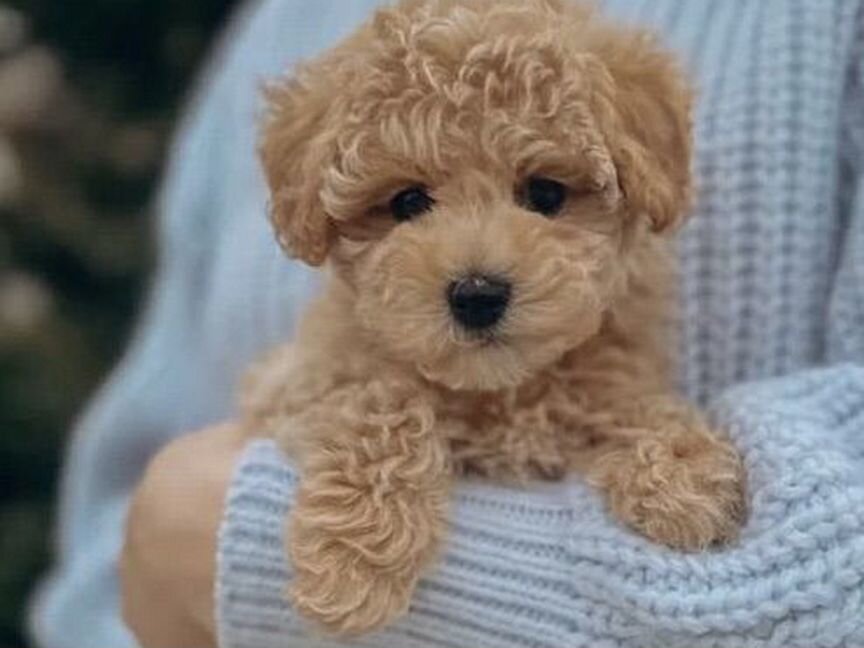 Щенки мальтипу f1 мини