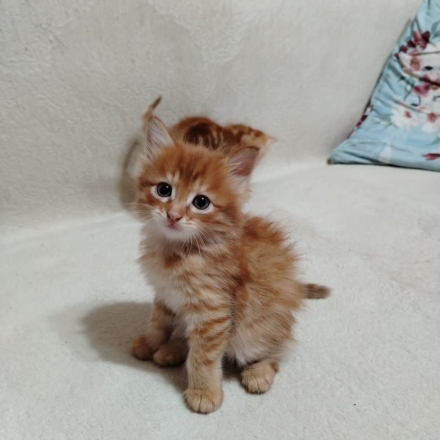 Котята в добрые руки бесплатно