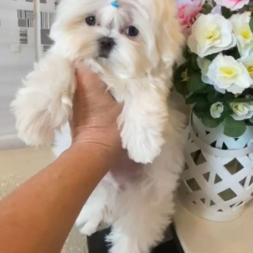 Мальтезе Корея мальчик