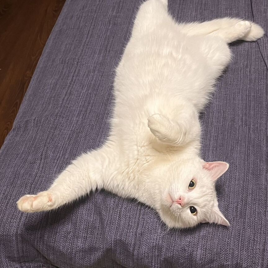 Кот ищет дом