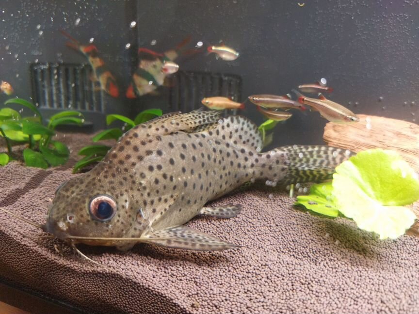 Отдам бесплатно