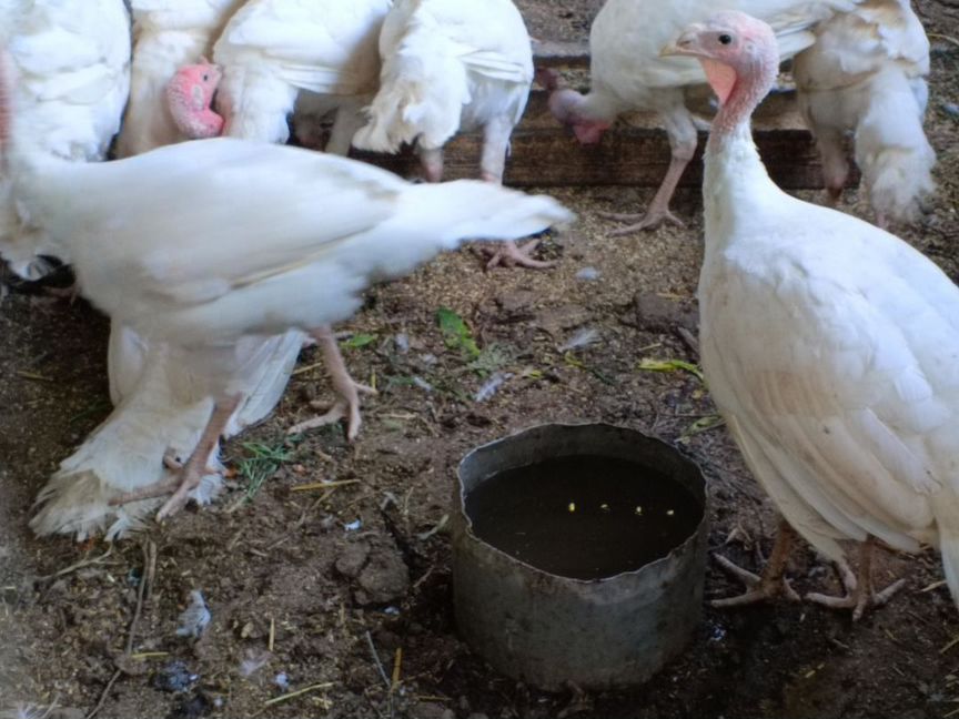 Индюки индюшата