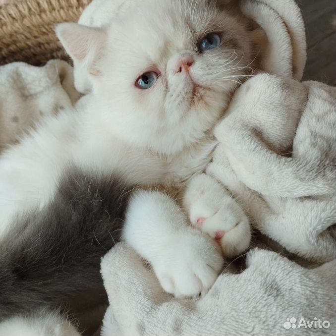 Плюшевые экзоты