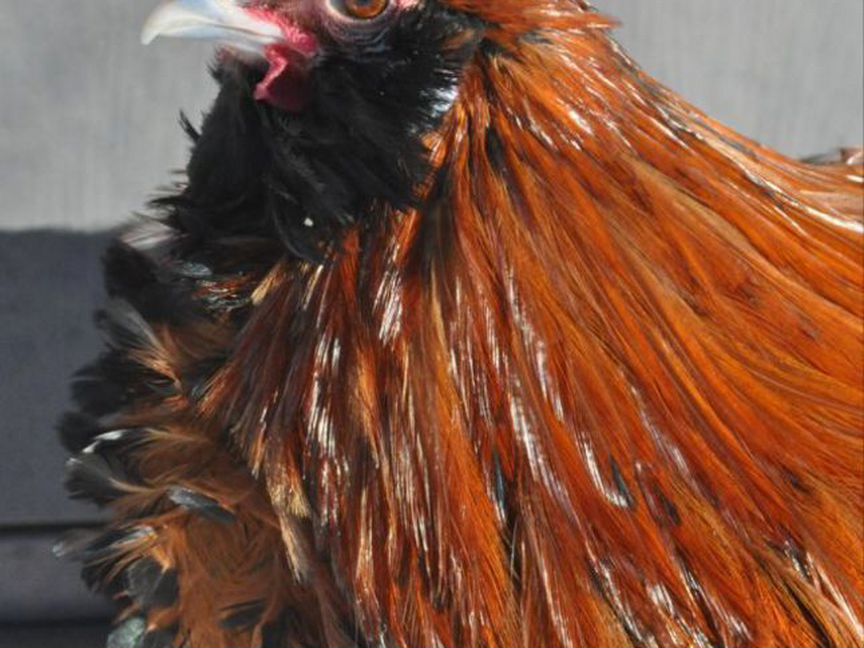 Отдам петуха эйленбарт в добрые руки