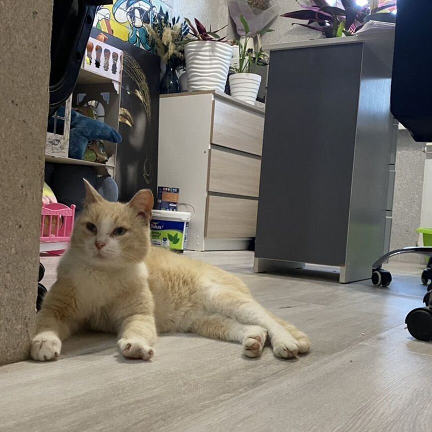 Кот