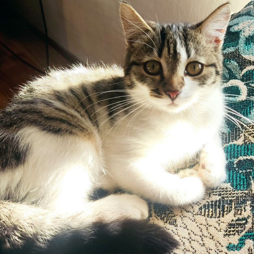 Котята в добрые руки бесплатно