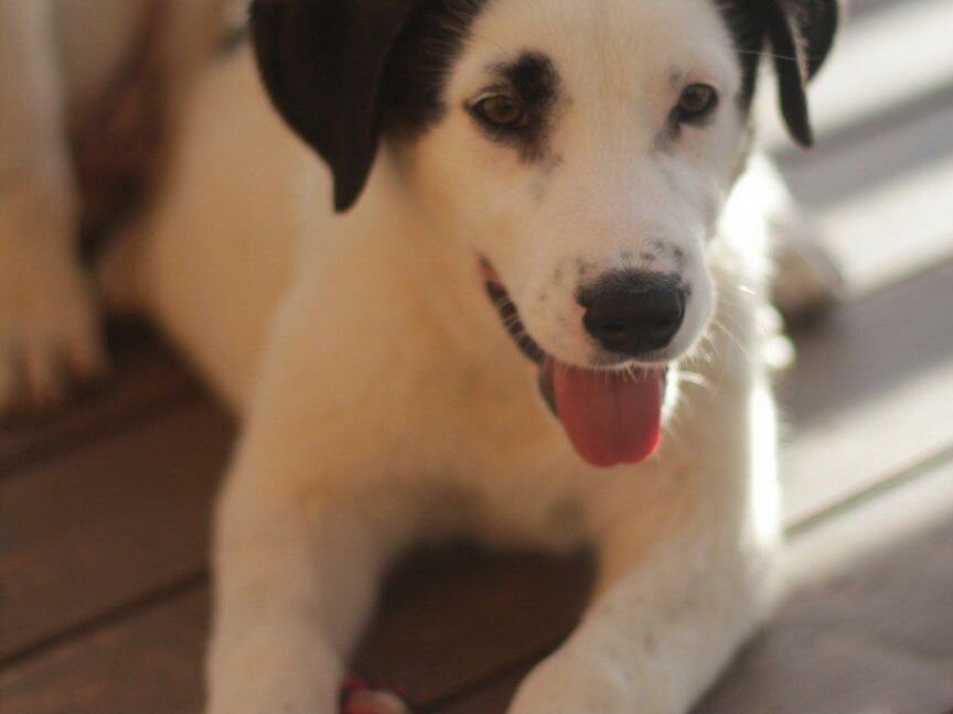 Щенок в добрые руки