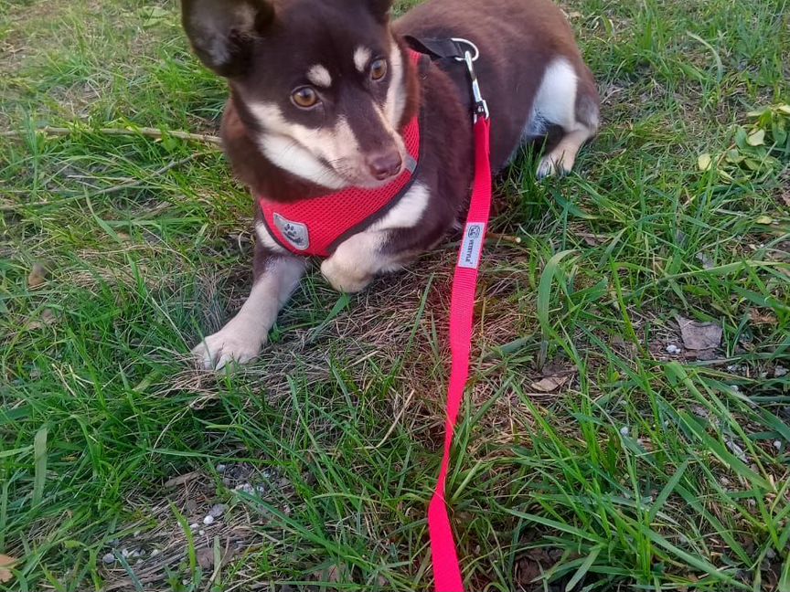 Миниатюрная собачка бесплатно