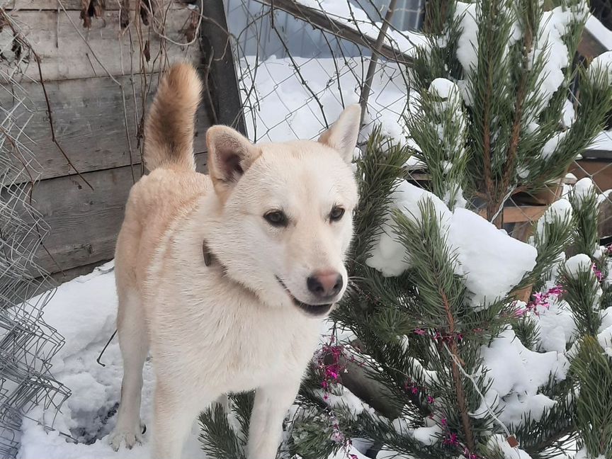 Собачка Умка