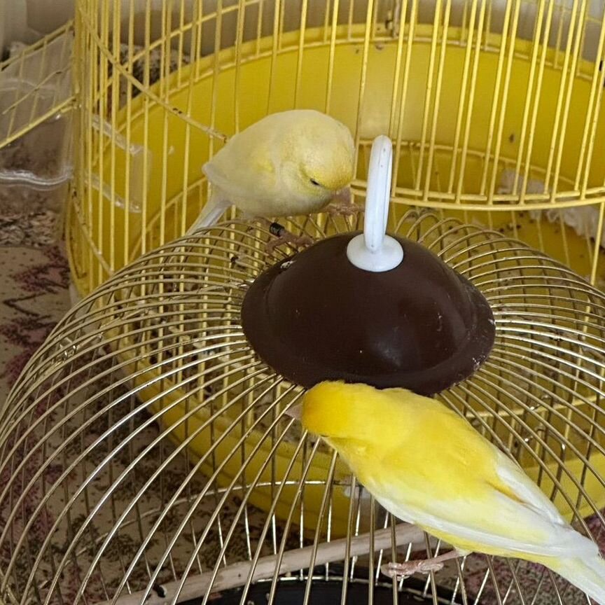Канарейки