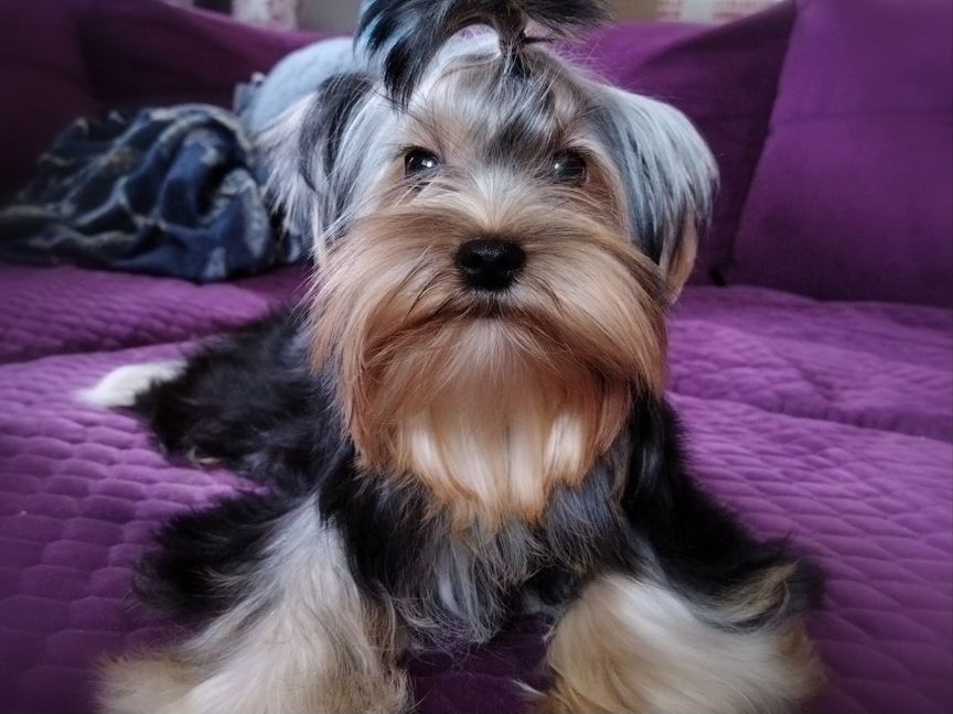 Йорк щенки подростки