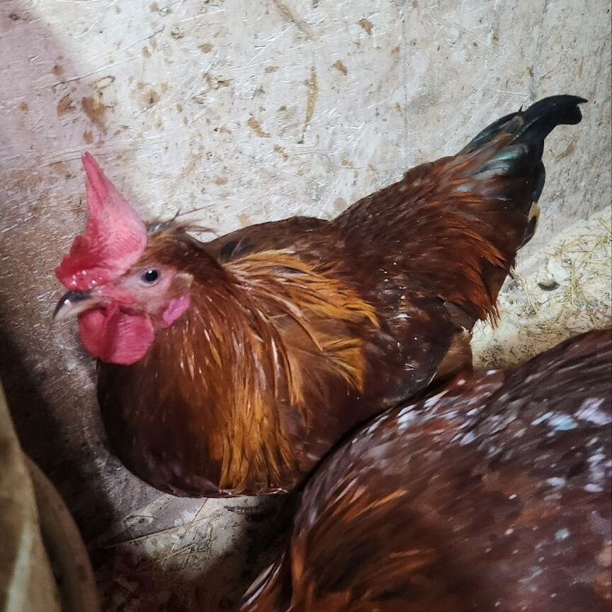 Куры несушки, мараны