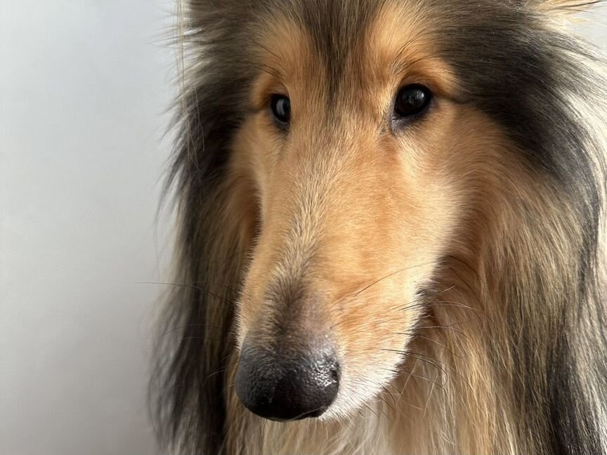 Отдадим собаку колли в добрые руки