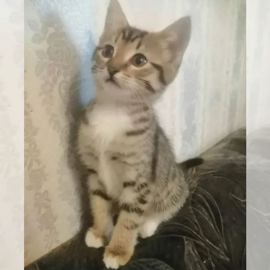 Котёнок в добрые руки