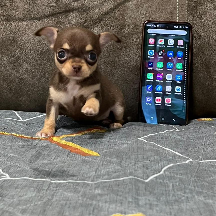 Чихуахуа мини девочка