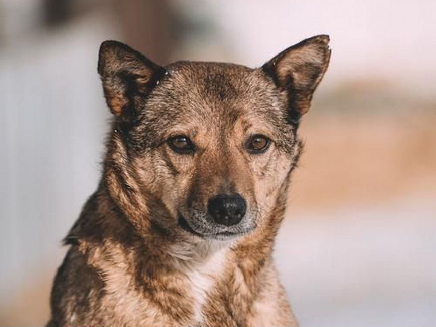 Собачка Нирвана ищет дом