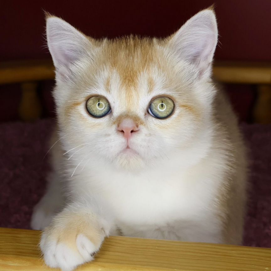 Шотландский прямоухий короткошёрстный котёнок