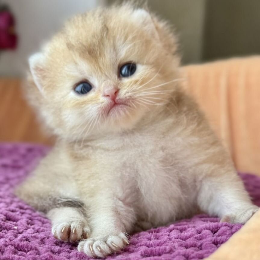 Британский короткошёрстный котёнок