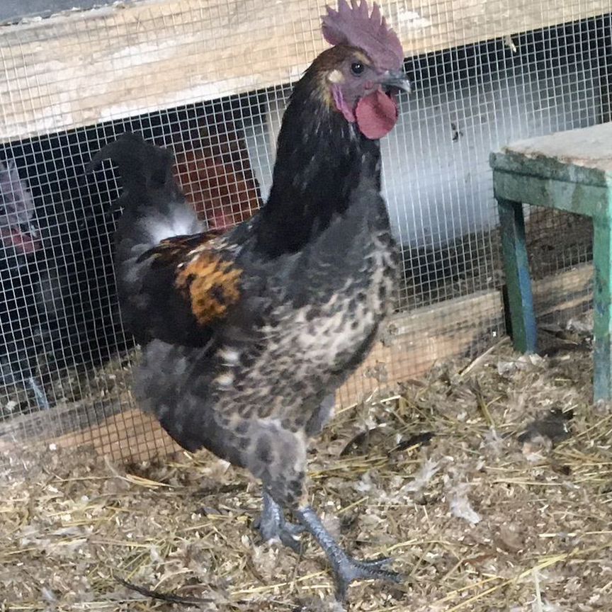 Петухи лакеданзи