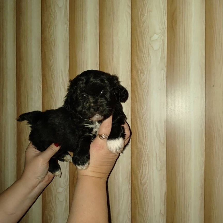 Карликовый пудель