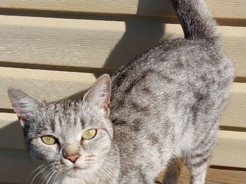 Кошка
