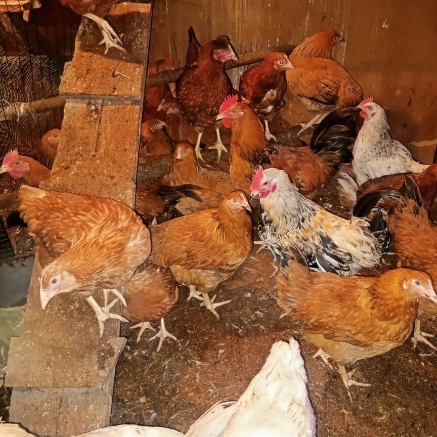 Куры несушки