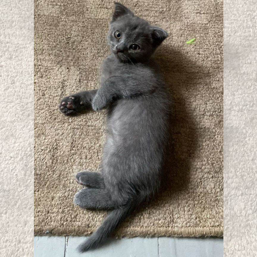 Шотланский вислоухий котенок