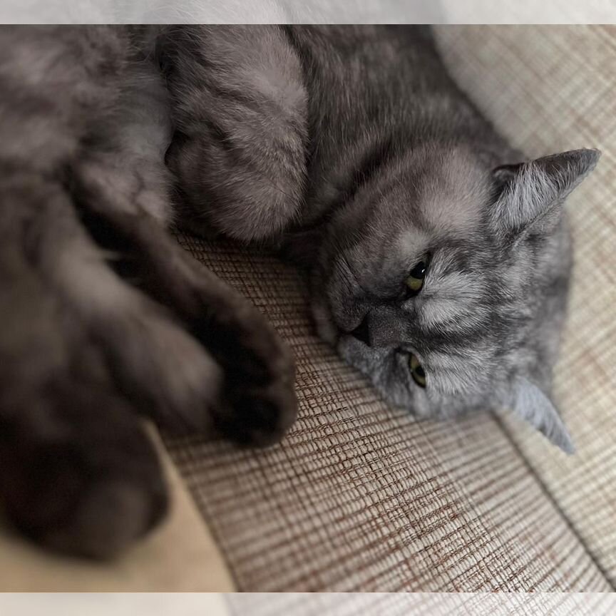 Кошка