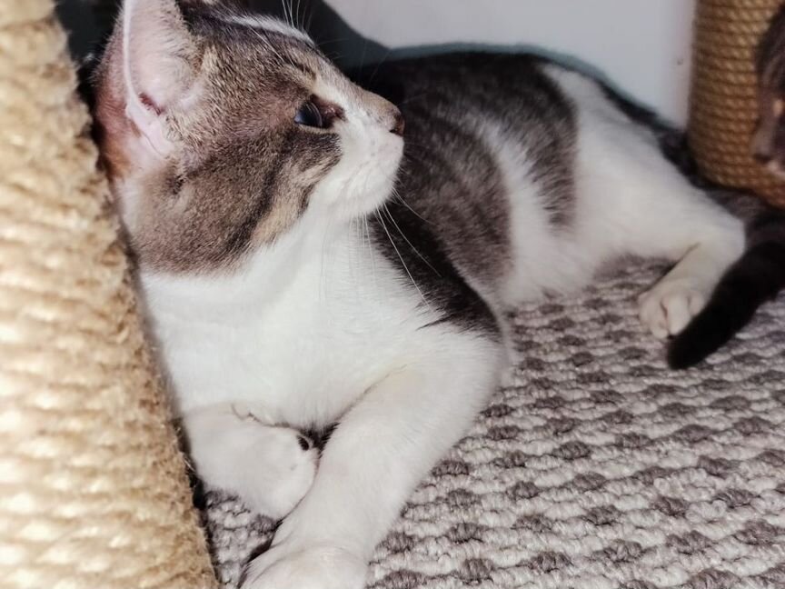 Котику Рокки нужен дом