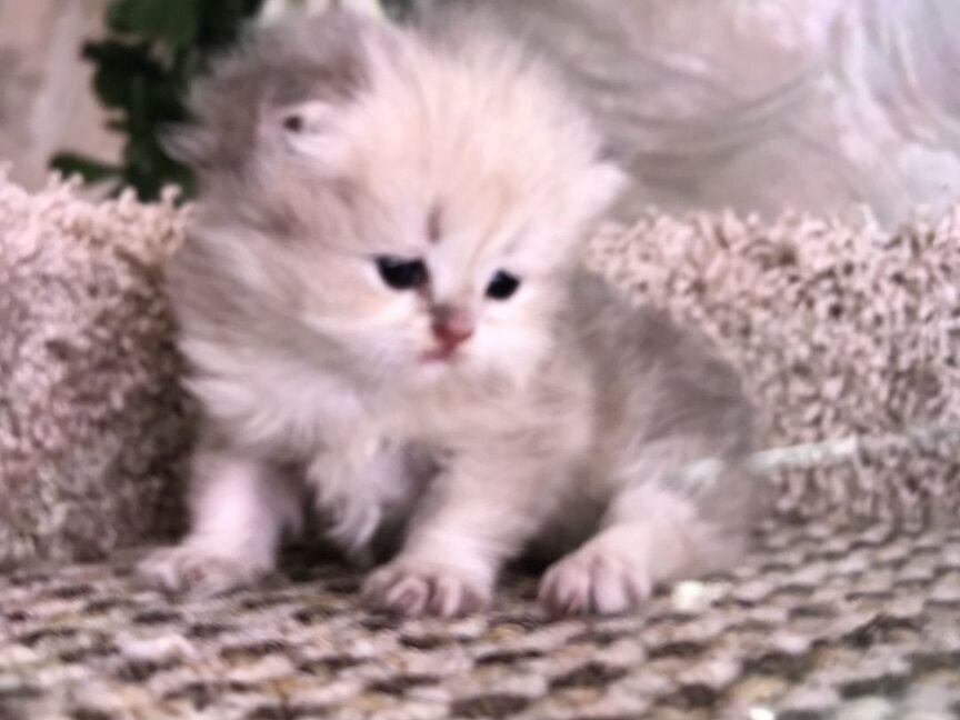 Котята золотая шиншилла