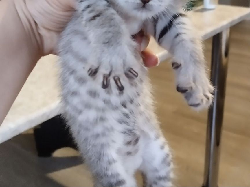 Котята